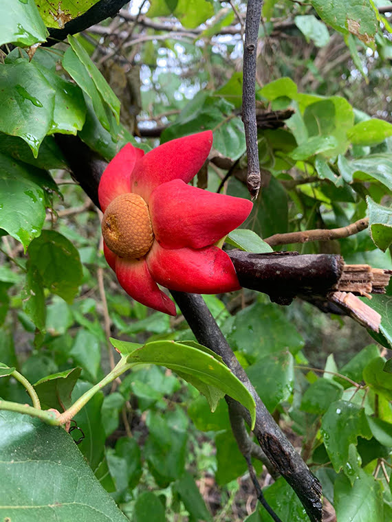 Uvaria grandiflora Roxb. ex Hornem.