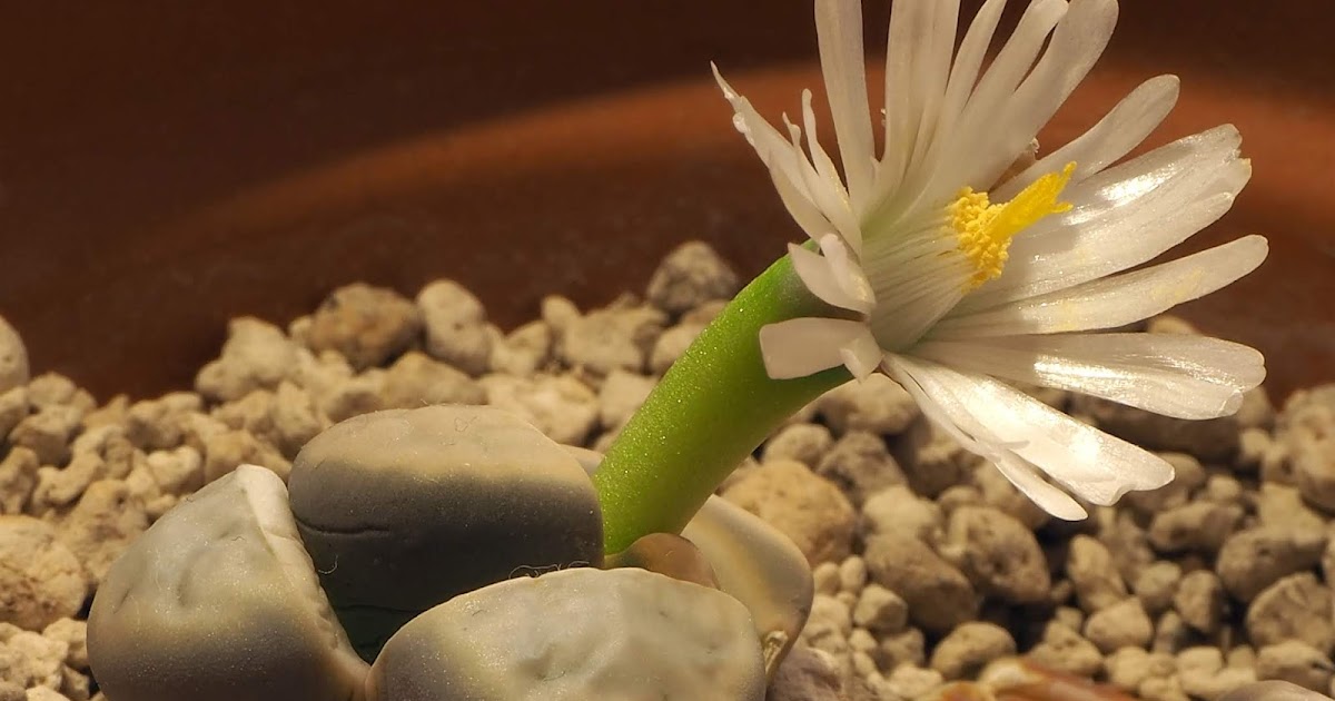 Growing Living Stones at 63rd Parallel North