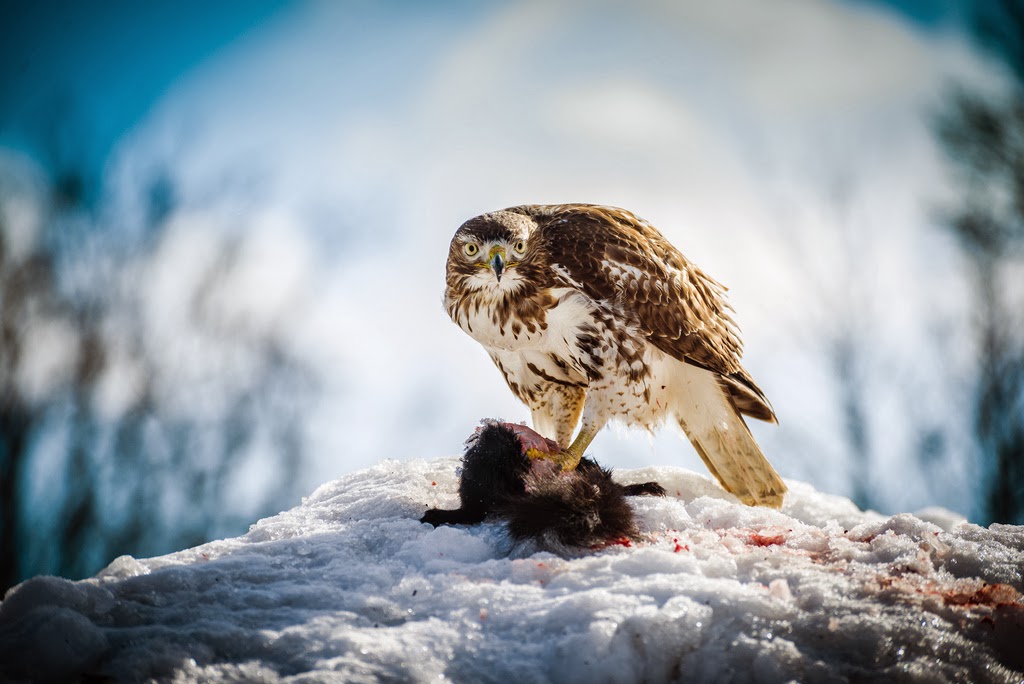 School Of Digital Photography: How to Photograph Birds of Prey