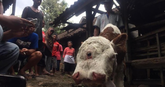 Anak Sapi Lahir Dua Mulut dan Empat Mata di Blitar