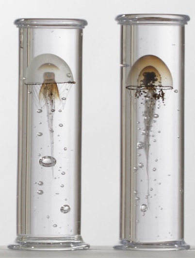 bensozia: Steffen Dam's Glass Menagerie