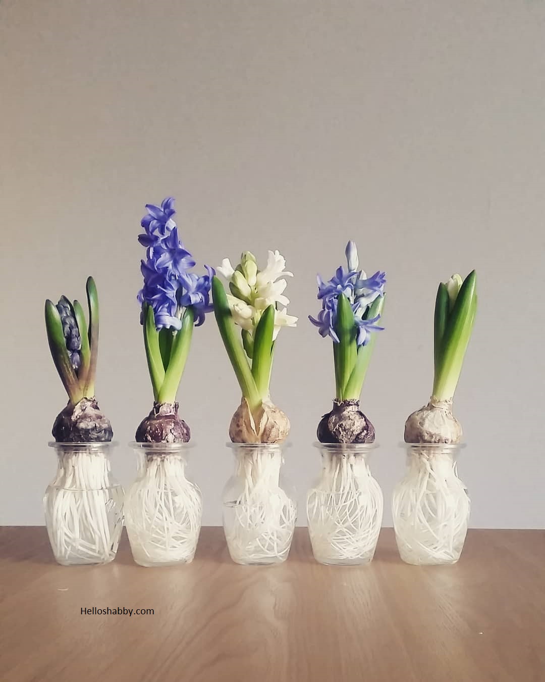 7 Tanaman Hias Hidroponik yang Cocok untuk Menghias Rumah ~ HelloShabby ...