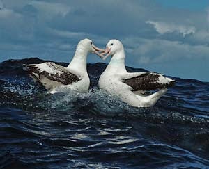 Sa-ti fie frica !: Sa invatam pravila alba a casatoriei de la albatros!