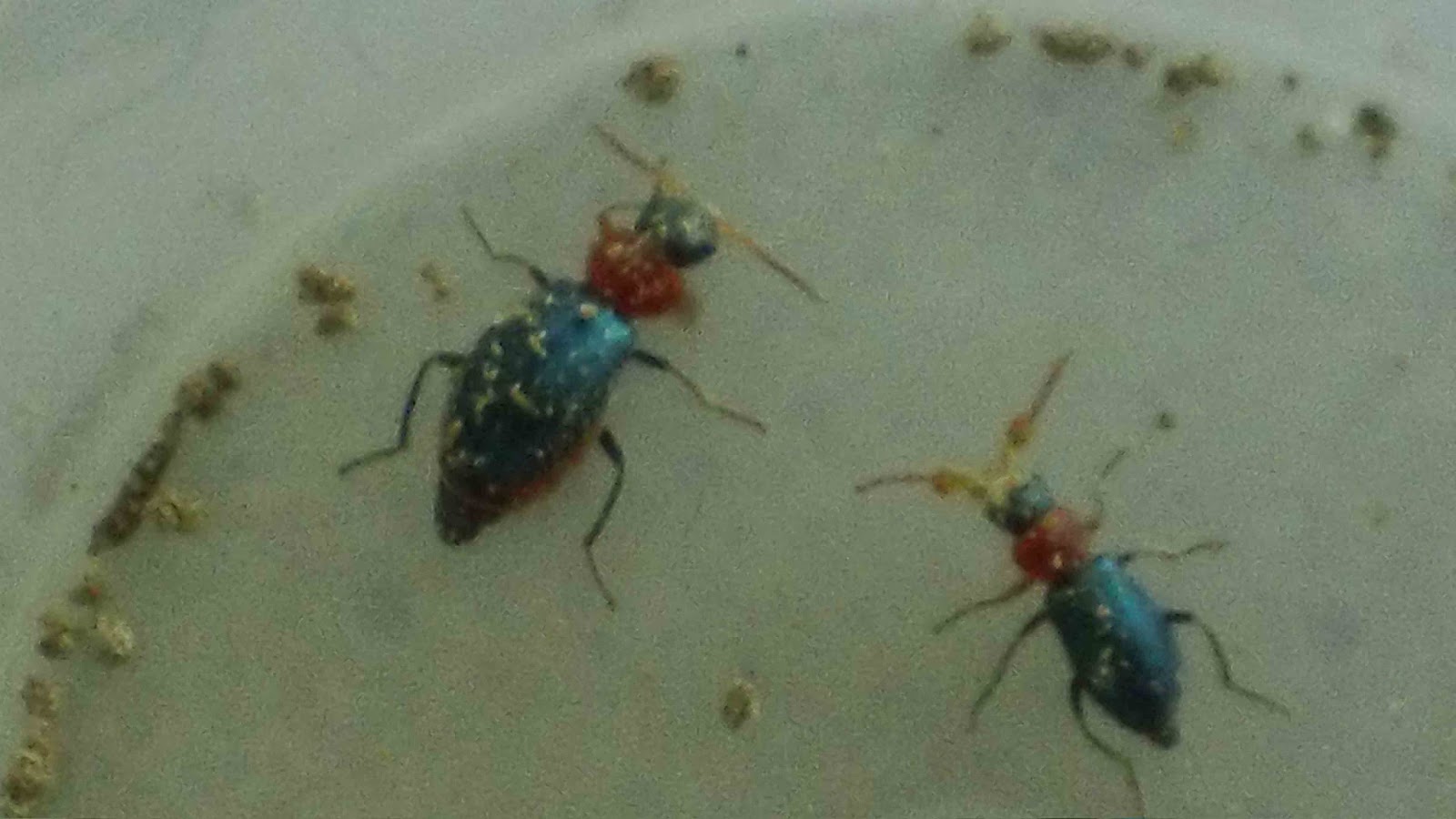 虫頭: ジョウカイモドキ科（MELYRIDAE Collops punctatus）Soft-winged Flower Beetle