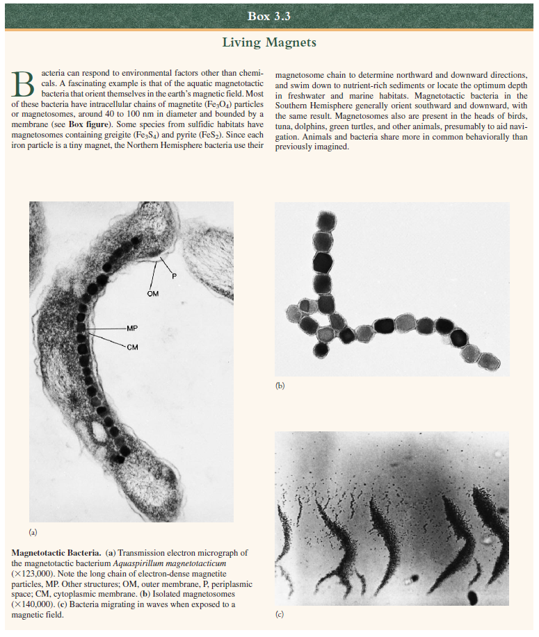 Microbiology Notes: Bacterial Cell Structure and Function