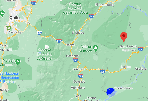 armandobronca-com2: Melyroidea magnifica, cucaracha social del Amazonas ...