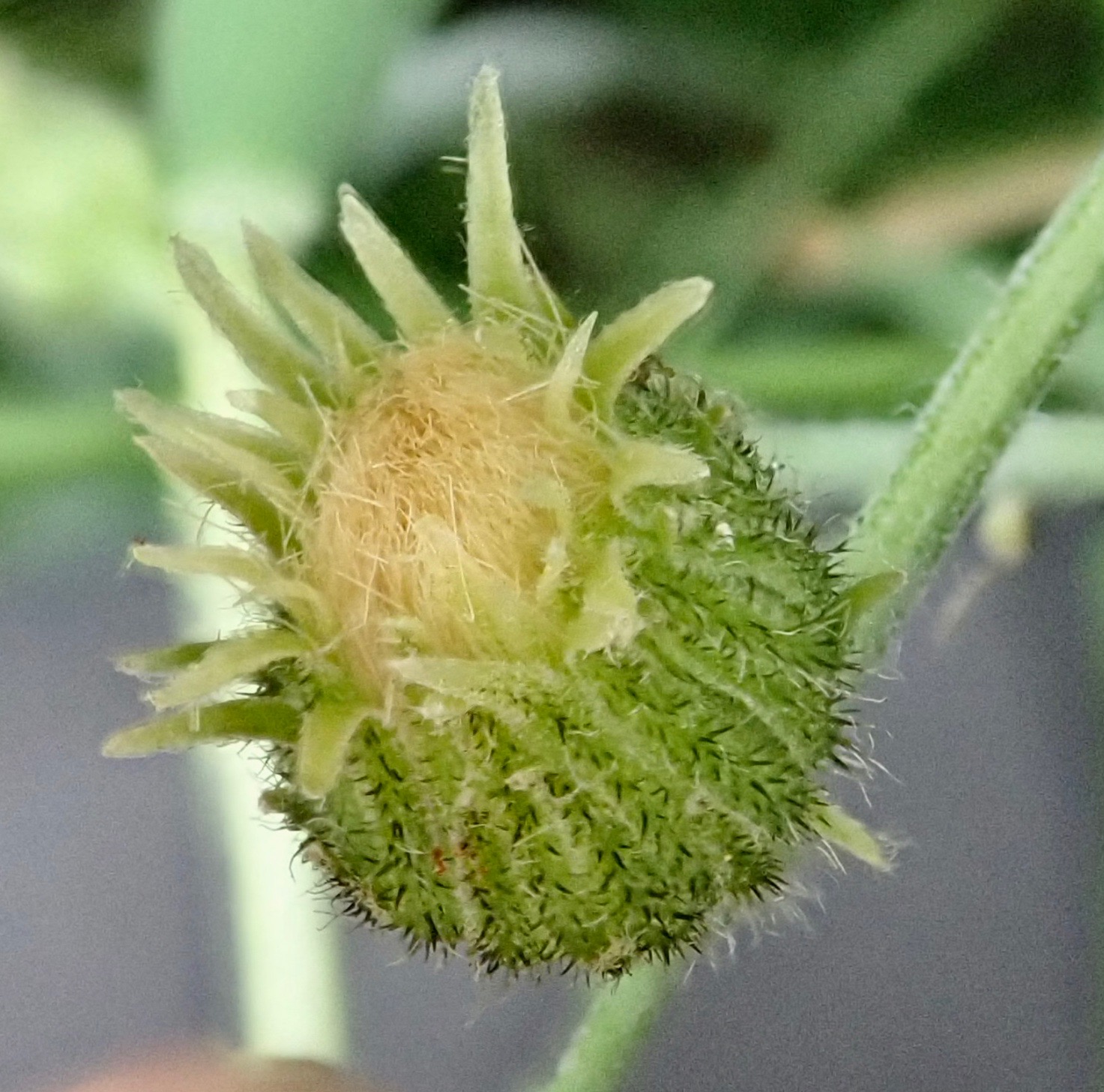 Violets and others: Crepis mollis. Northern Hawksbeard