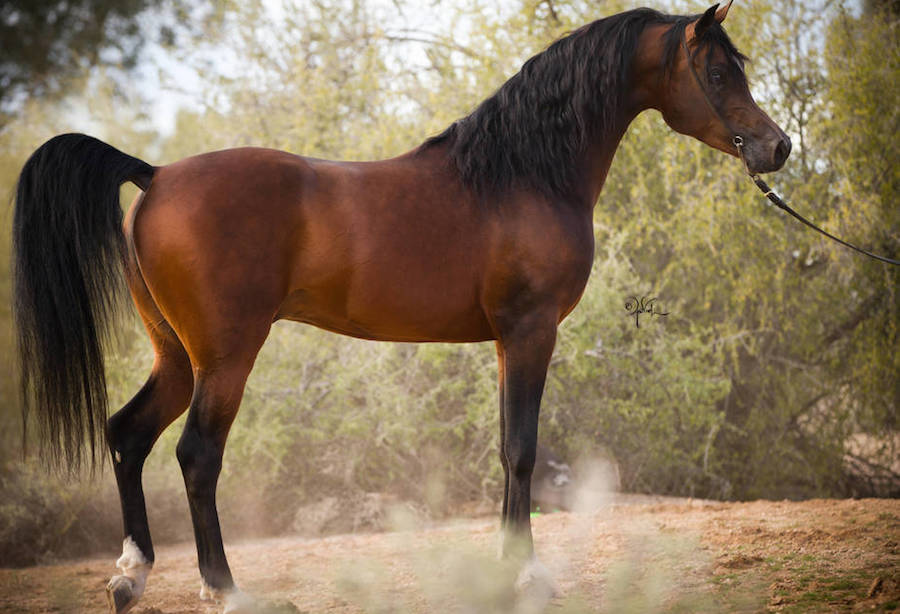 Arap Atı Genel Özellikleri Nelerdir