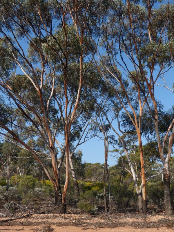 Ian Fraser, talking naturally: The Great Western Woodlands; a botanical ...