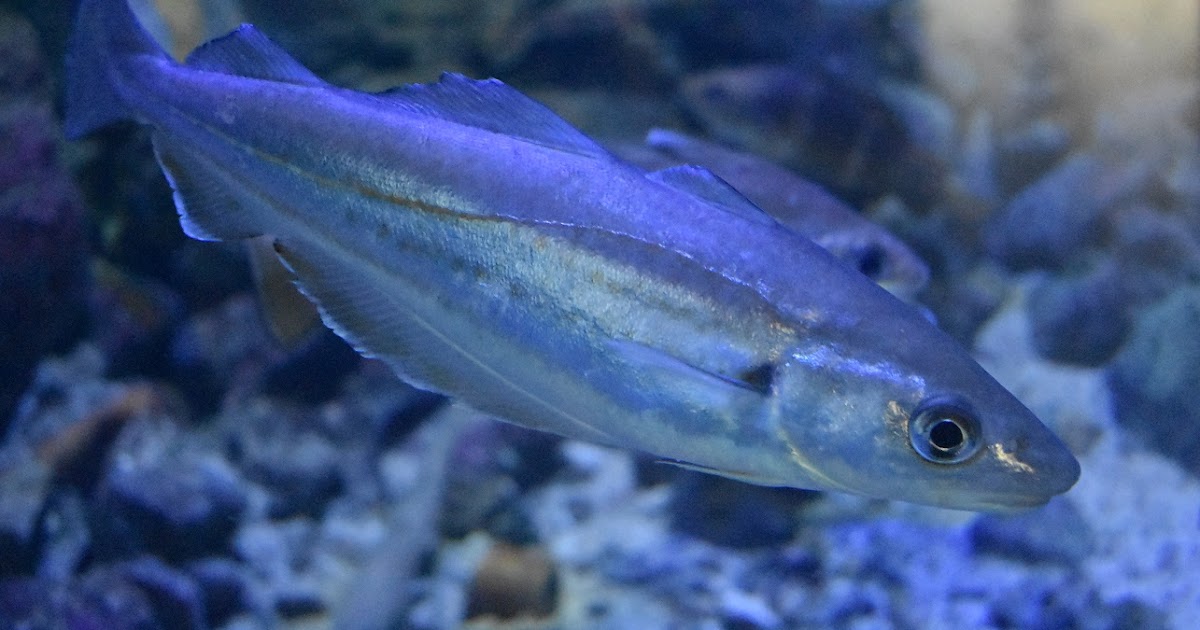 ZOOTOGRAFIANDO (6.100 ANIMALS): MERLÁN (Merlangius merlangus)