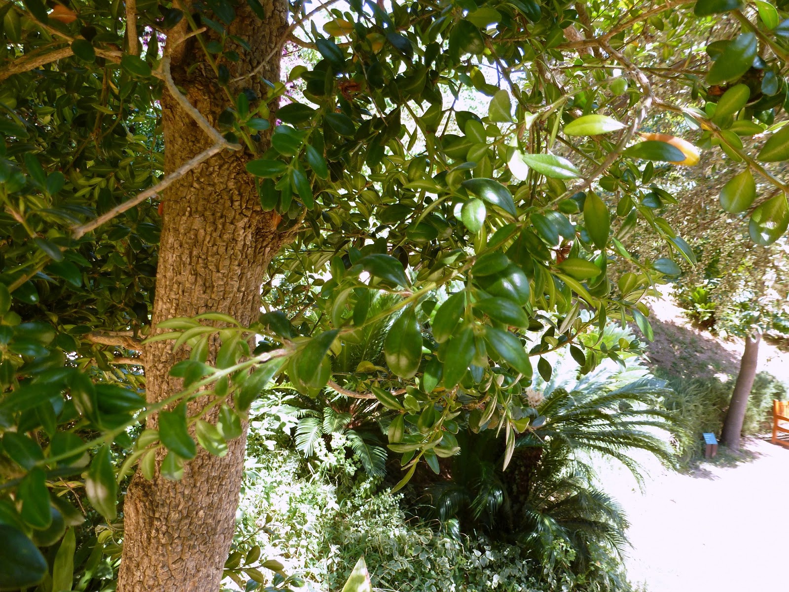 Árboles con alma: Boj. Boix. (Buxus sempervirens)