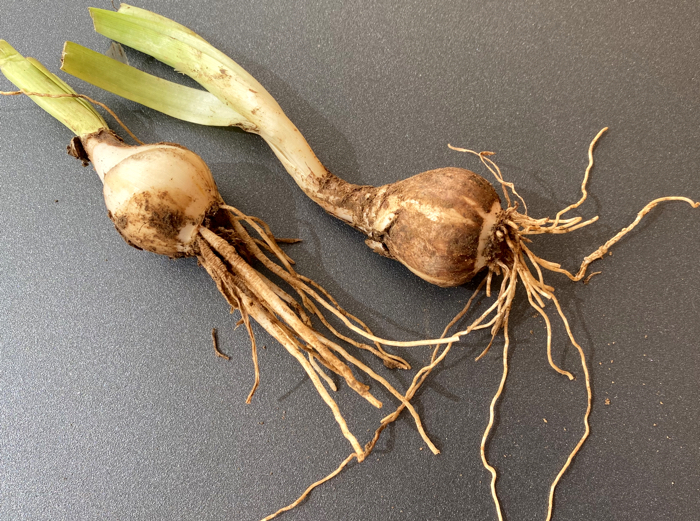 Glosario de términos botánicos con imágenes- letra B