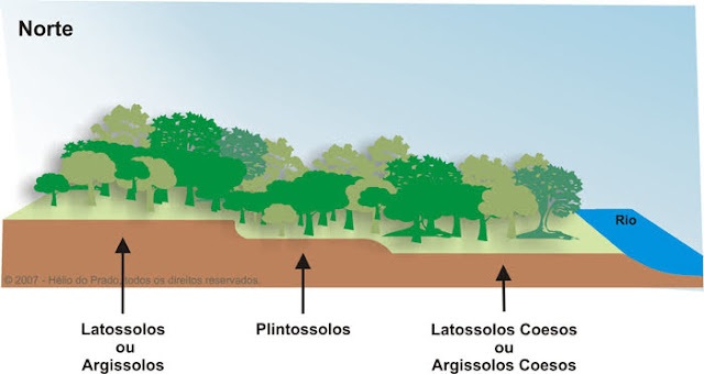 Onde as Plantas Crescem - Plintossolos