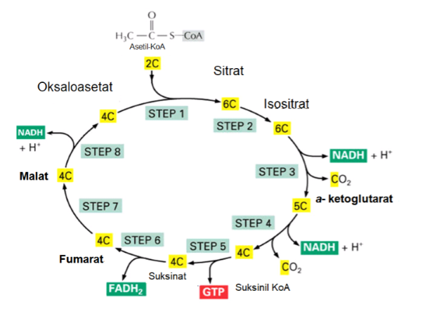 Respirasi SEL: Glikolisis, Dekarbosilasi Oksidatif, Daur Krebs ...