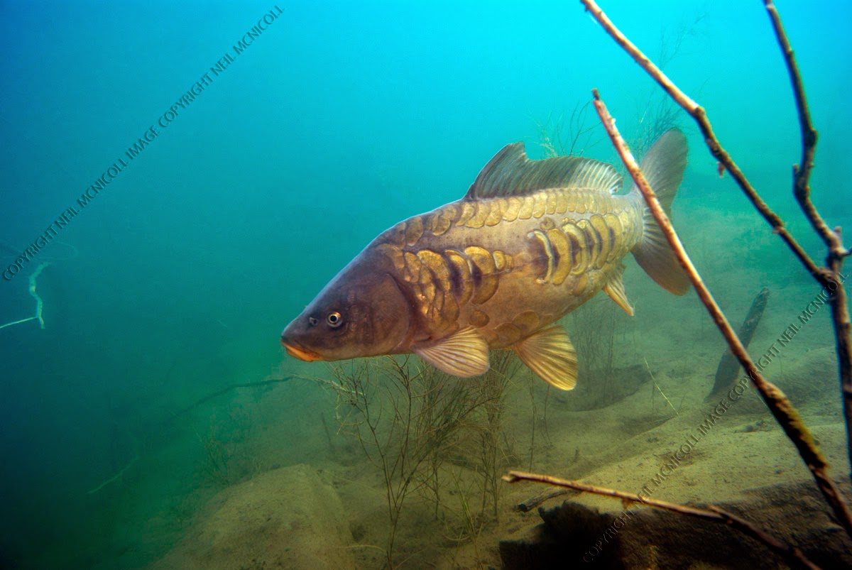 Freshwater Fish Photographs: Carp