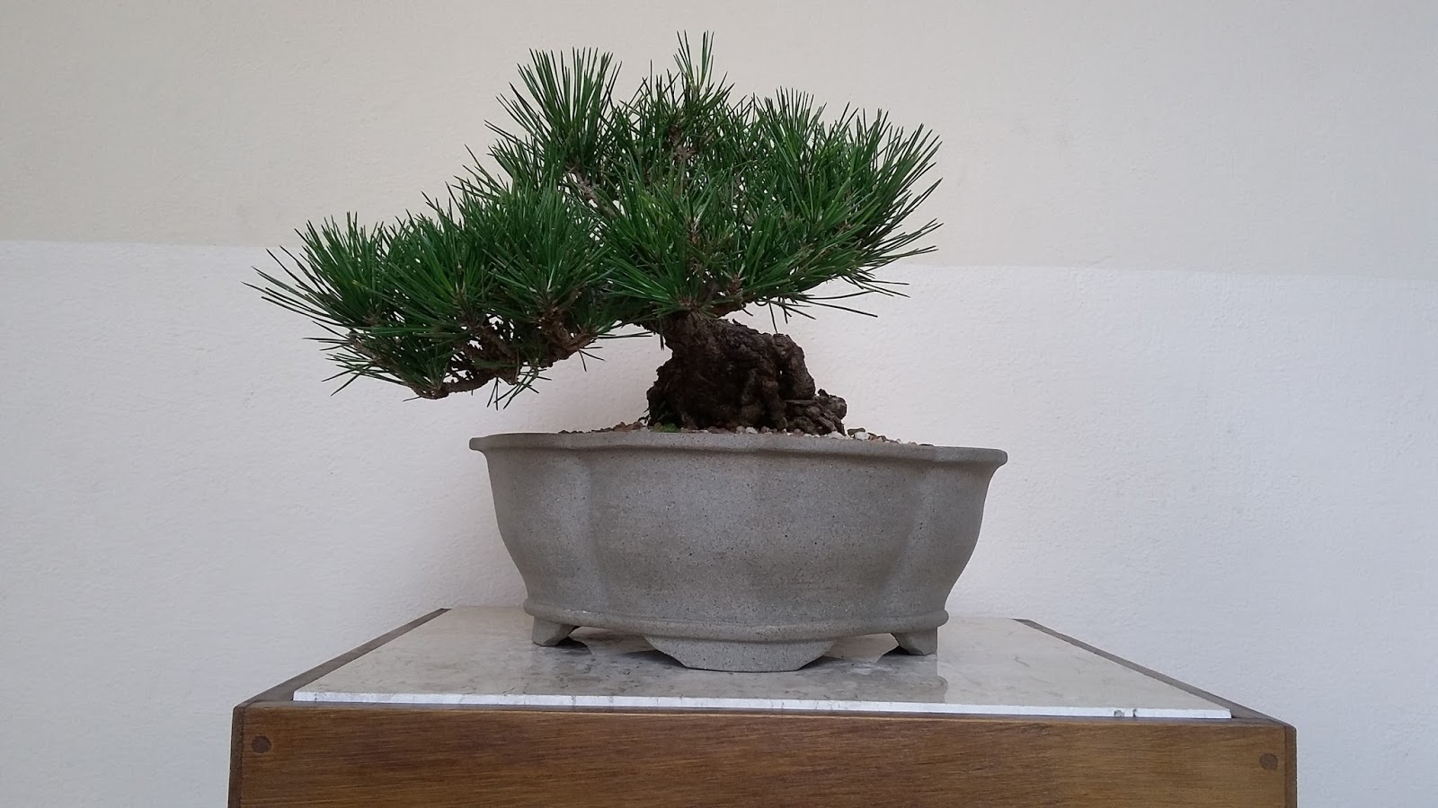 Antonio Fabiano: BONSAI (11) - KUROMATSU ou PINHEIRO-NEGRO-JAPONÊS