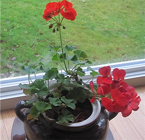 21 Rosemary Lane: Geraniums in the Window