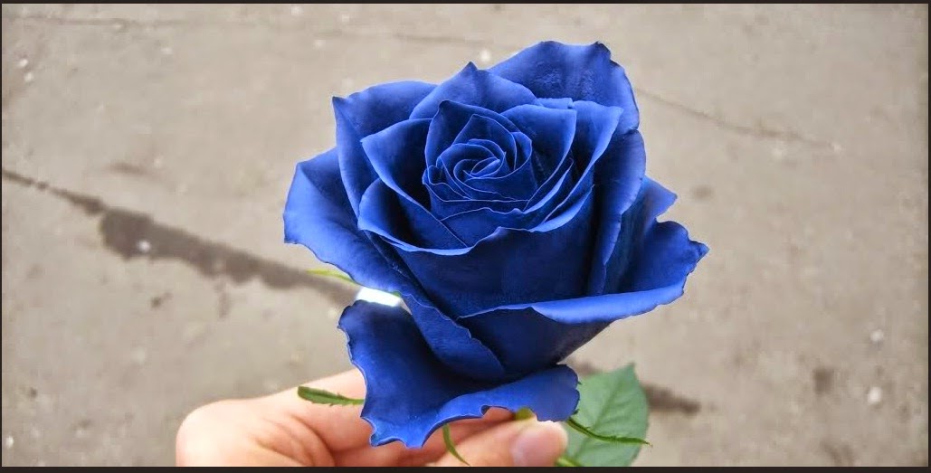 Aija Beauty Prestige: [ Kebaikan Bunga Mawar yang anda tidak pernah ...