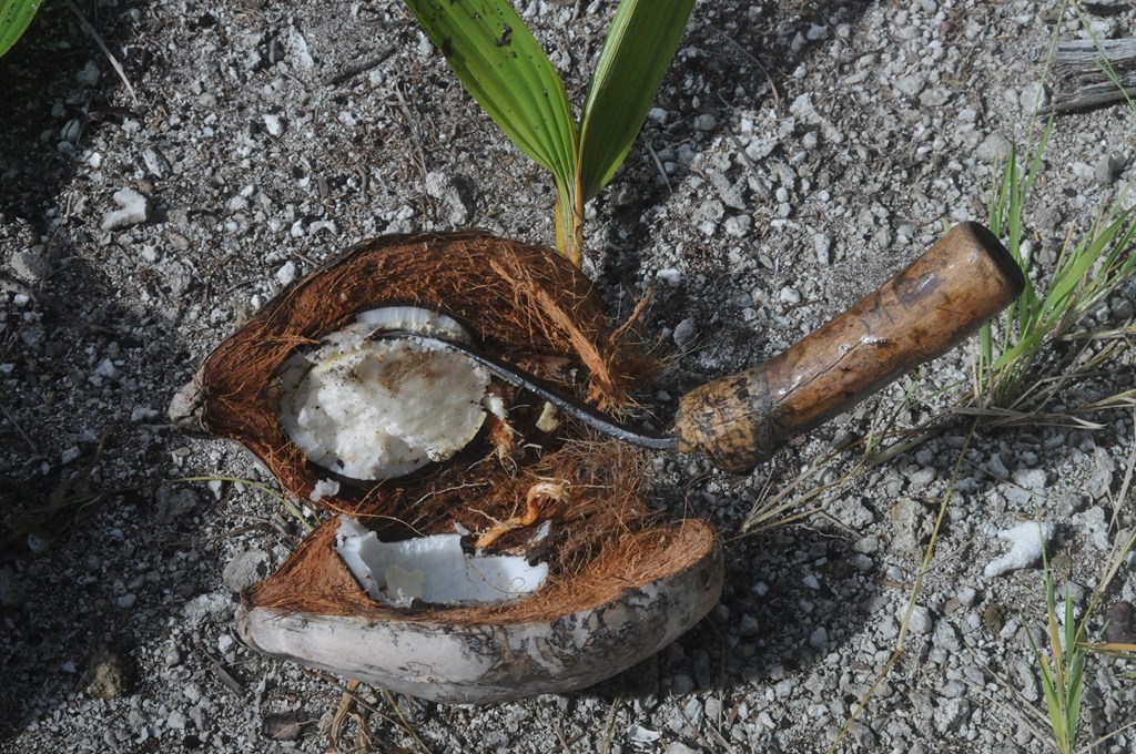 Sabay Dii: La récolte du coprah