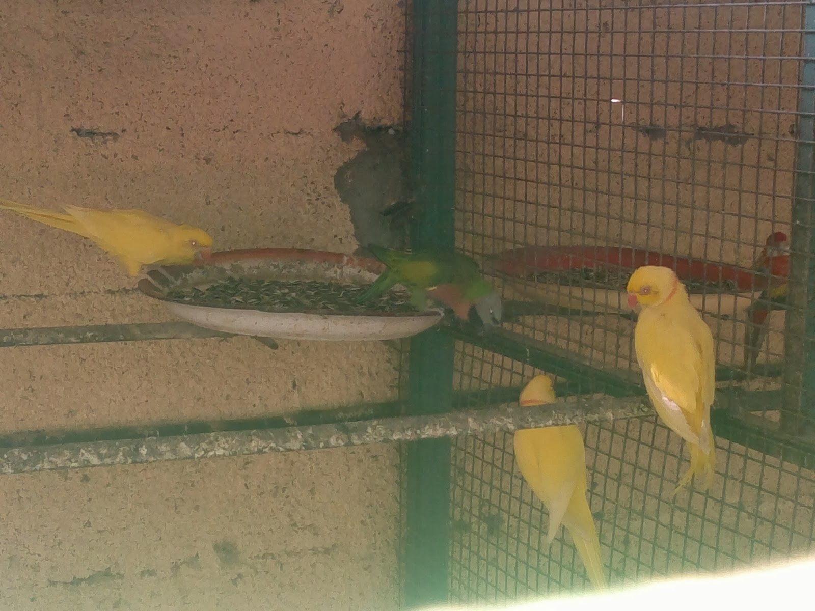 Mumbaikars In Muscat: A visit to Barka Zoo