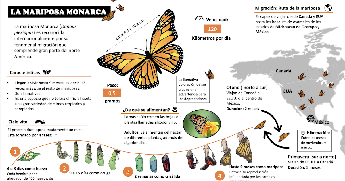 DocumentArte: La Mariposa Monarca. Sara Fernández Varela