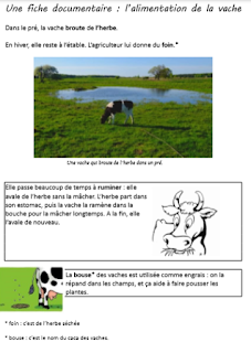 Farandole à l'école: Fiches documentaires sur les vaches
