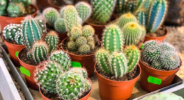 9 Cara Menanam Kaktus Mini di Rumah - Tukang Kuli