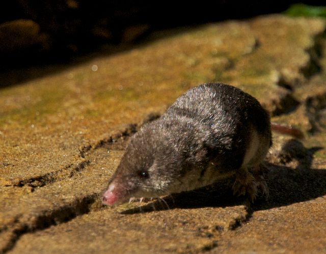 British Wildlife Centre ~ Keeper's Blog: Water Shrews are Back