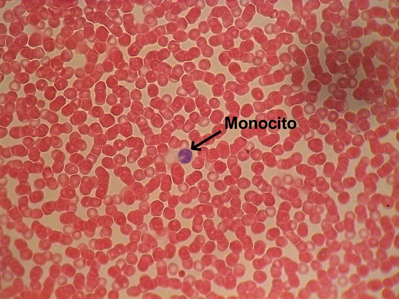 El Cuerpo Humano: MONOCITOS