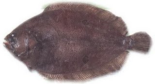 PESCA DEPORTIVA EN URUGUAY: EL LENGUADO