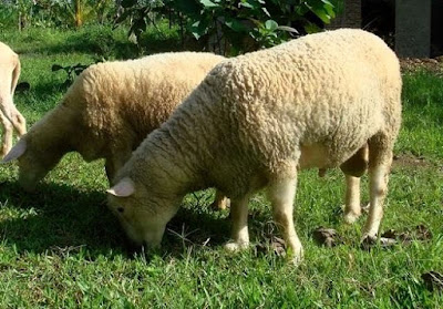 Rumah Ternak: Jenis-Jenis Domba Di Indonesia