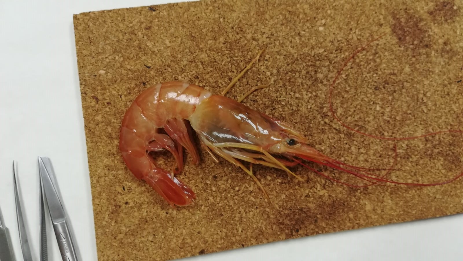 6. DISECCIÓN DE UN CRUSTÁCEO DECÁPODO