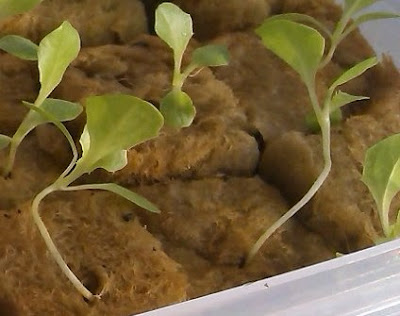 Hidroponik Sederhana Sistem Sumbu (Wick) - Hidroponik Medan