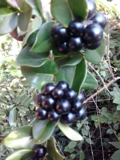 Safari ya Baringo: Edible indigenous plants within forests of Baringo