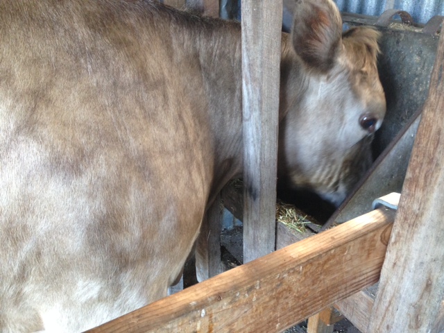 Jembella Farm: Stubborn Cow