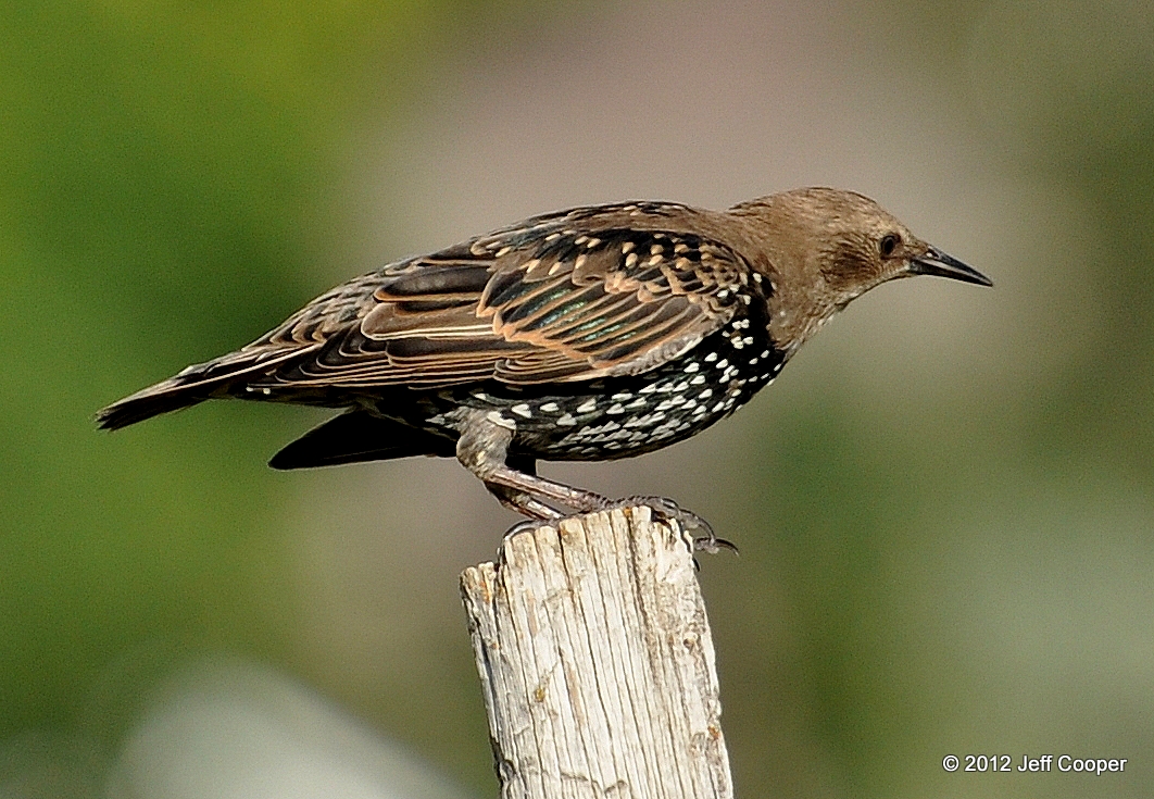 NeoVista Birds and Wildlife: Love The One Your With...Even if it is a ...