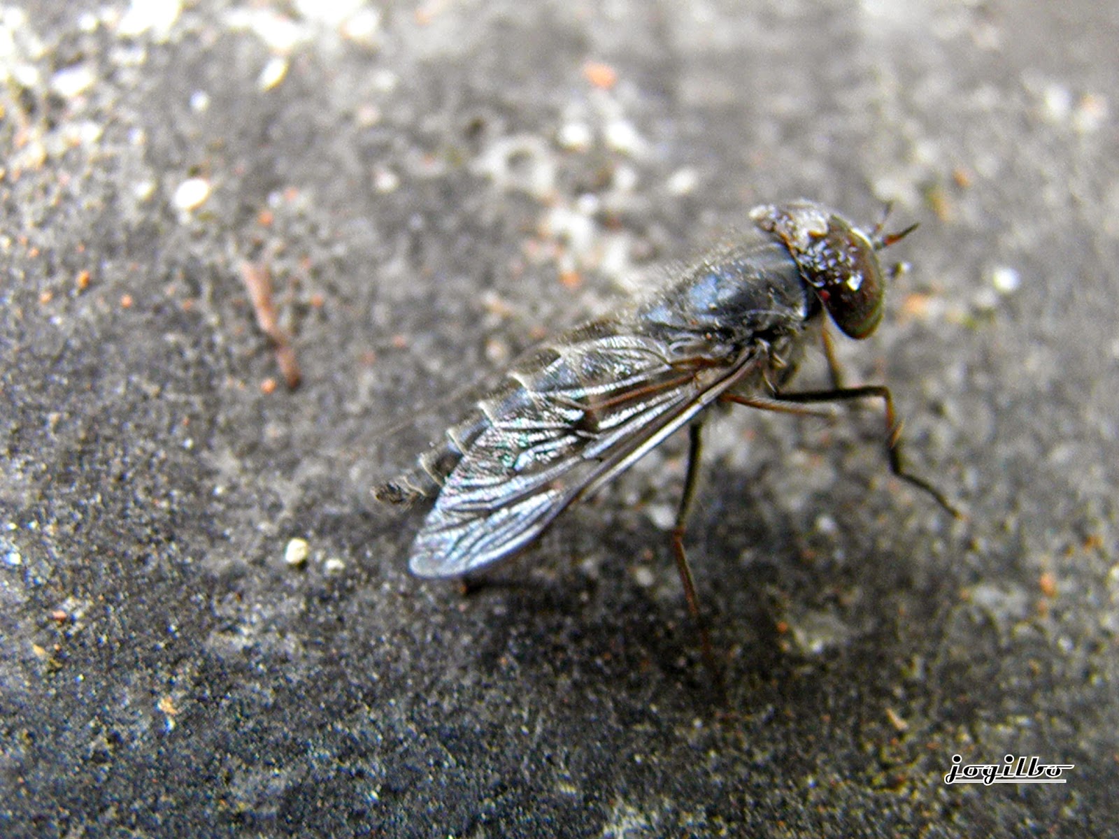 benquerer: Mosca-de-cavalo (mutuca, moscardo ou tavão)