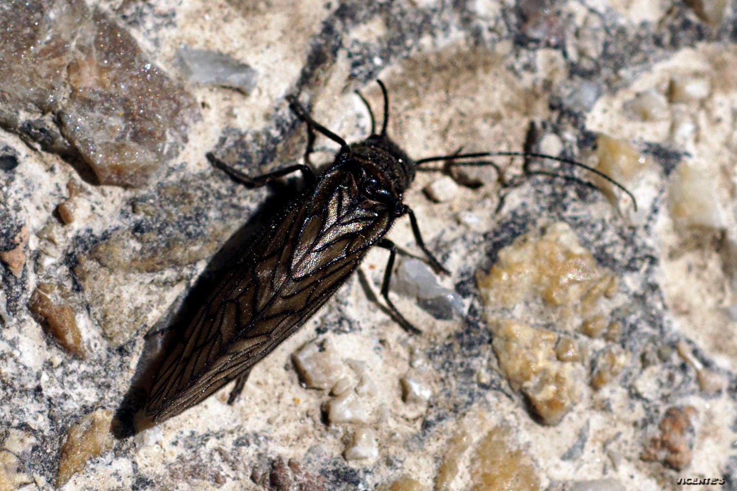 Fauna silvestre de Hormaza: Sialis lutaria