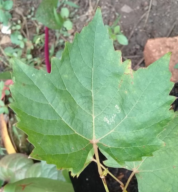 Mengenal karakteristik anggur dari jenis daunnya.