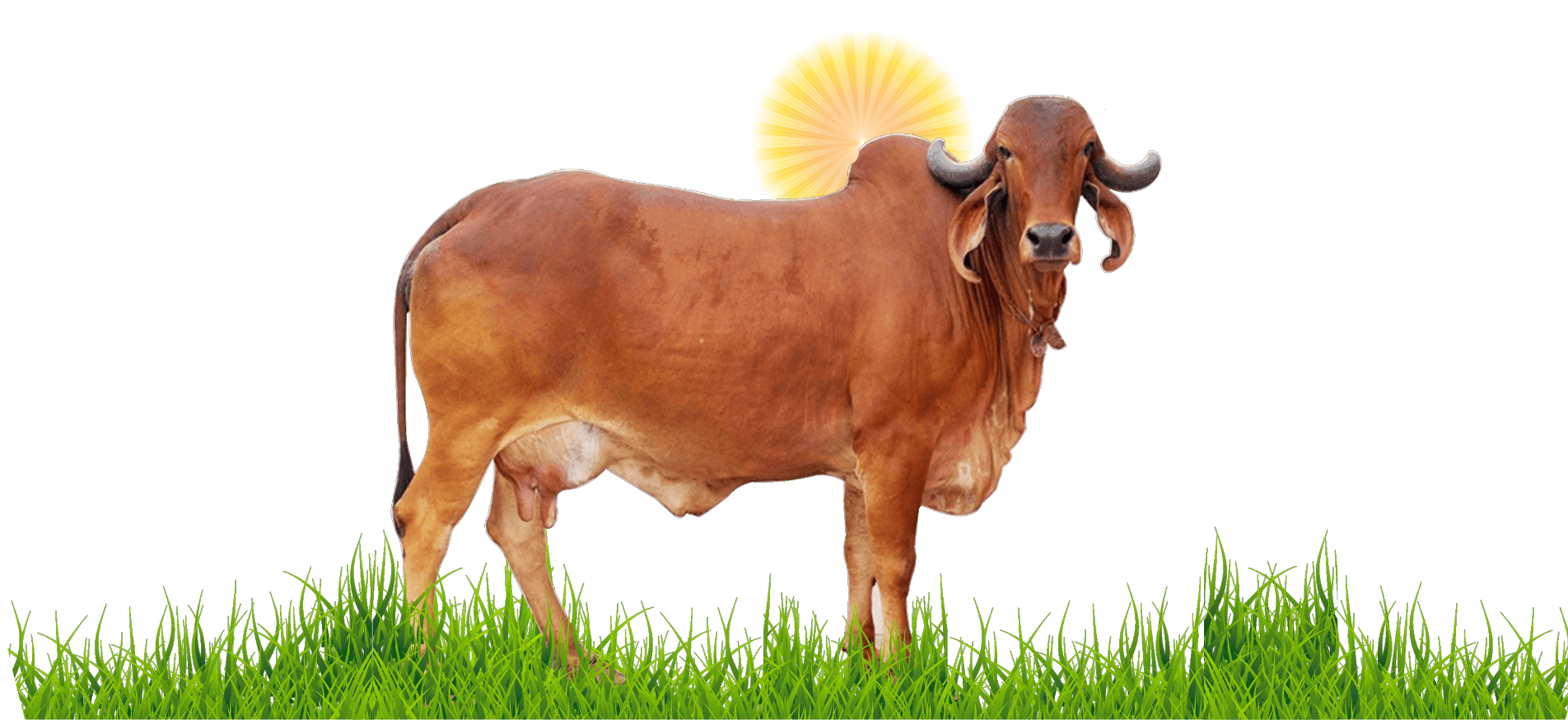 Desi Cow at Shivanjali Gaushala