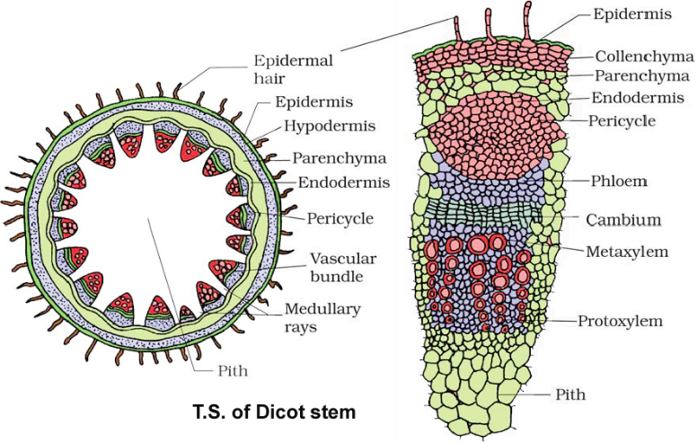 Anatomy of flowering plants - Notes (Class 11) Part 3: Anatomy of Dicot ...