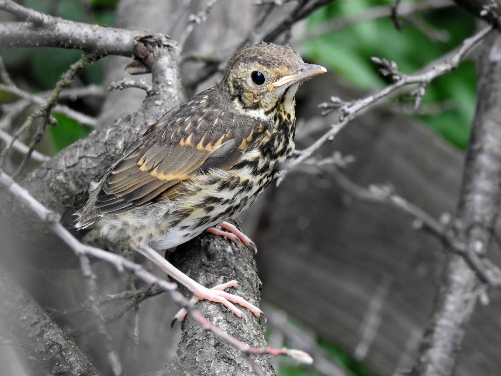 PASARI DIN ROMANIA: STURZ CANTATOR, Turdus philomelos