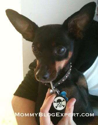 MOMMY BLOG EXPERT: New Pet Digital ID Tag Technology w/ QR Scan & GPS ...