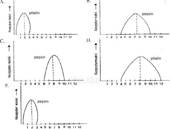 BIO72: SOAL METABOLISME I/ SOAL ENZIM, KATABOLISME/SOAL dan JAWABAN ...
