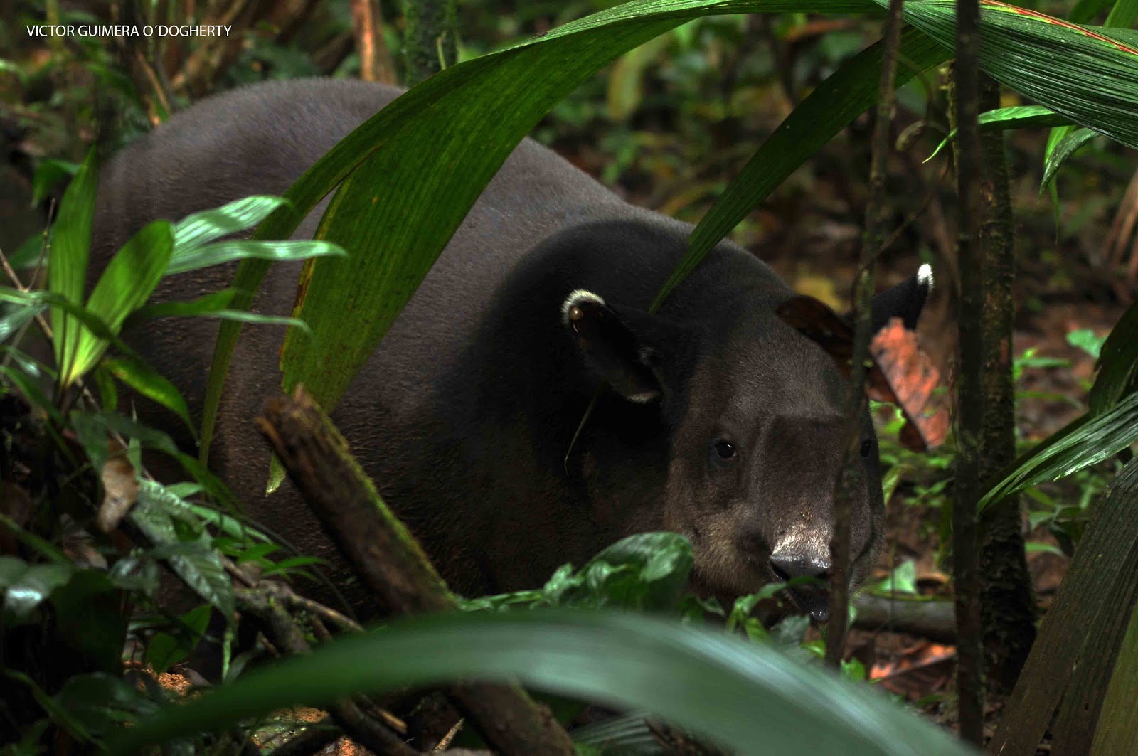 Mis imágenes de aves: TAPIR CENTROAMERICANO EN BRAULIO CARRILLO