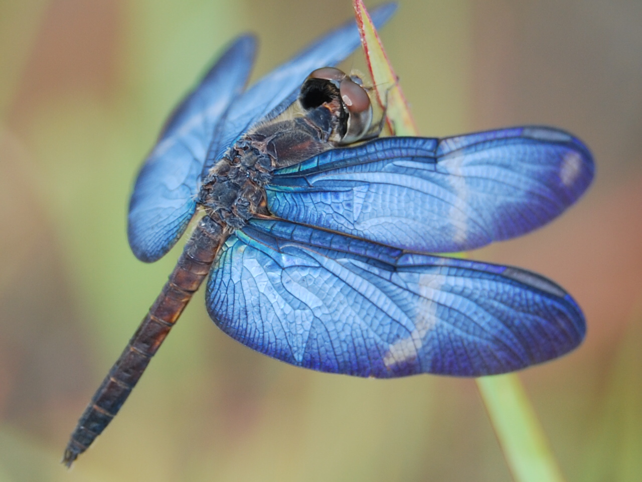 Gloriosos Devaneios: Libélula