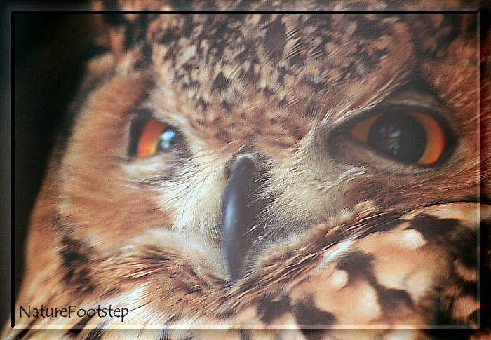 NF Birds blog: Berguv - Bubo bubo - Eurasian Eagle-owl