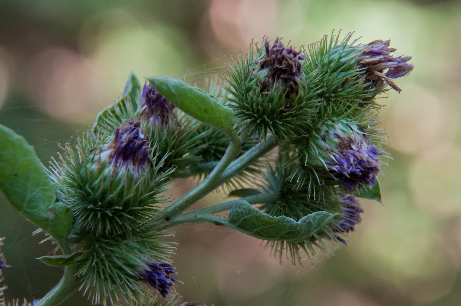 Desde Alájar: Lampazo menor o bardana
