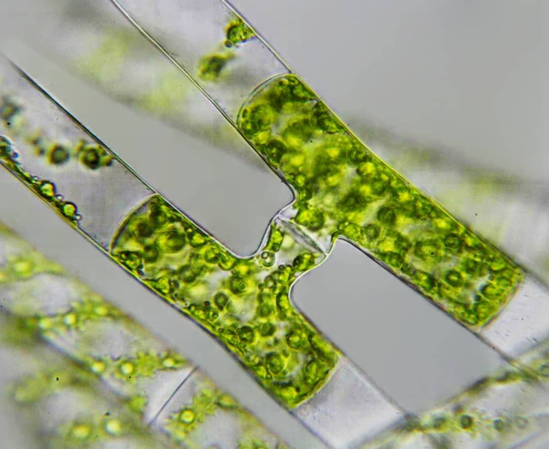 BIOLOGIA PARA A VIDA : REINO PROTOCTISTA