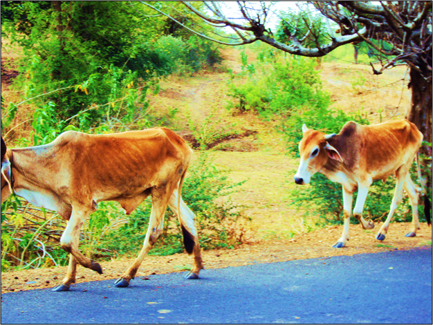 Project Anoopam Sanjivani Health Awareness: Week 4 Photos